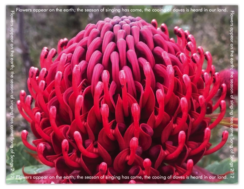 Magnetic Sheet: Flowers Appear on the Earth (Song 2:12) | Koorong